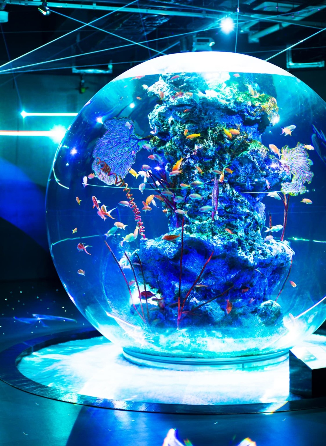 【AQUARIUM×ART átoa】 五感を刺激する 新感覚 アクアリウムで 好奇心の スイッチをON！ | anna（アンナ）